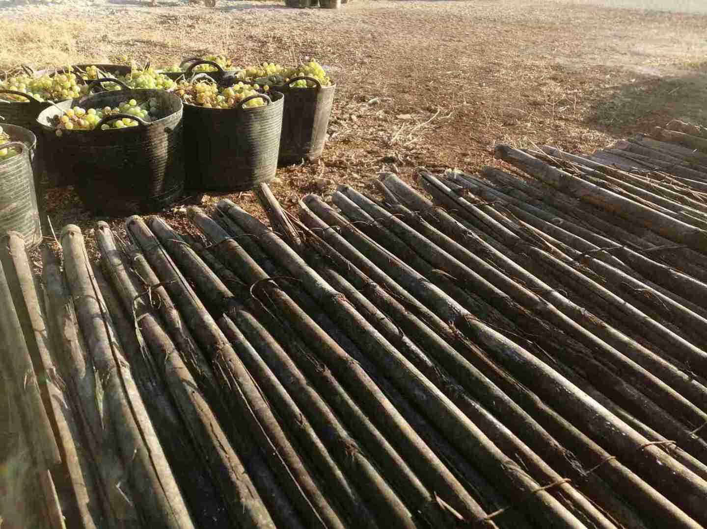 La uva pasa: historia viva del Mediterráneo y alma dulce de nuestros ...